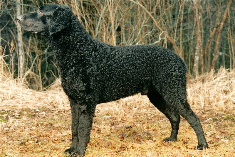 Curly Coated Retriever - The Breed Archive