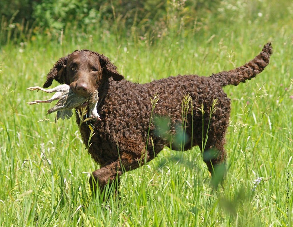 Curly Coated Retriever - The Breed Archive