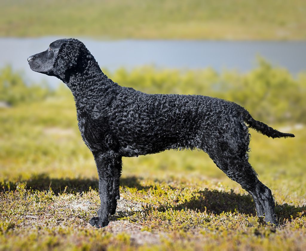 Curly Coated Retriever - The Breed Archive