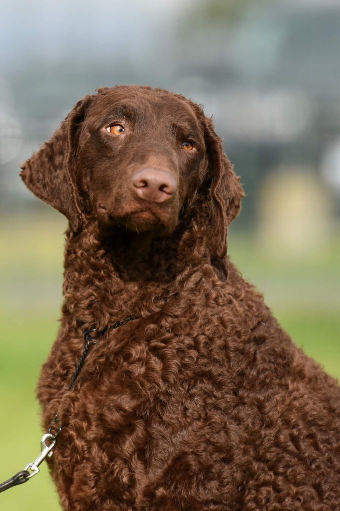 Curly Coated Retriever - The Breed Archive