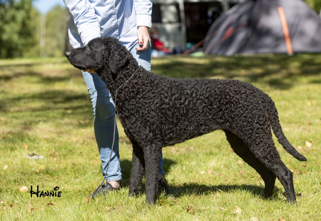 Curly Coated Retriever - The Breed Archive